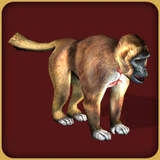 Gelada | Animals Wiki | Fandom