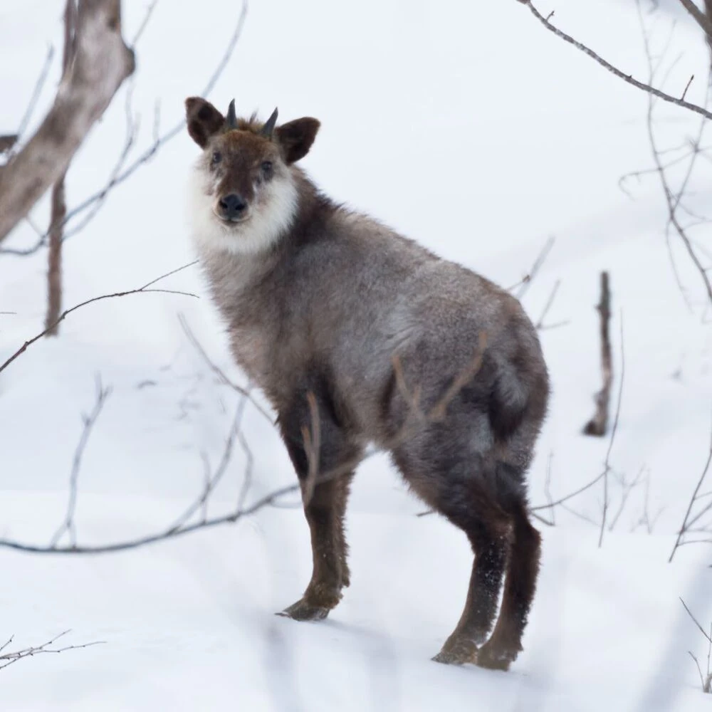 Japanese Serow | Animals Wiki | Fandom