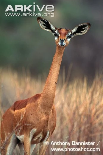 Gerenuk | Animals Wiki | Fandom