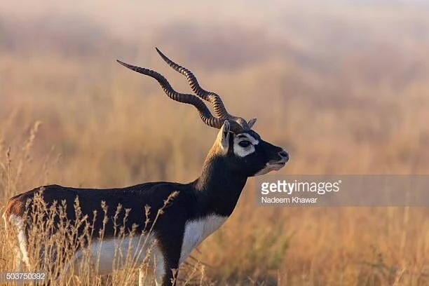 Blackbuck | Animals Wiki | Fandom