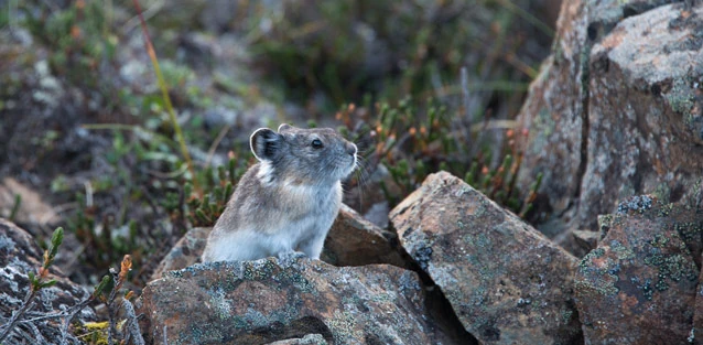Collared Pika | Animals Wiki | Fandom