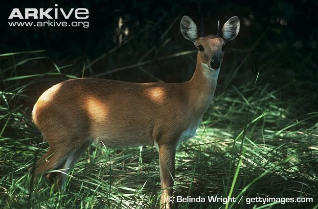 Chousingha | Animals Wiki | Fandom