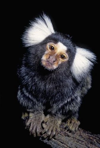 Common Marmoset | Animals Wiki | Fandom