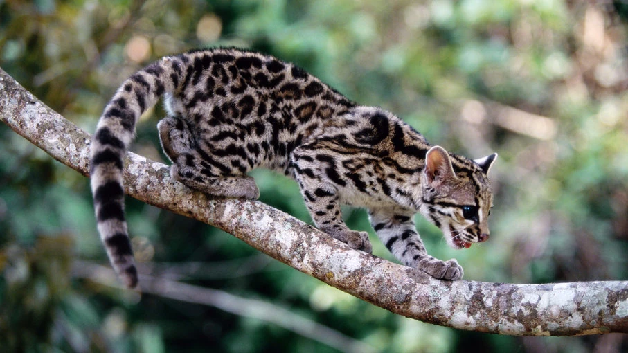 Margay | Animals Wiki | Fandom