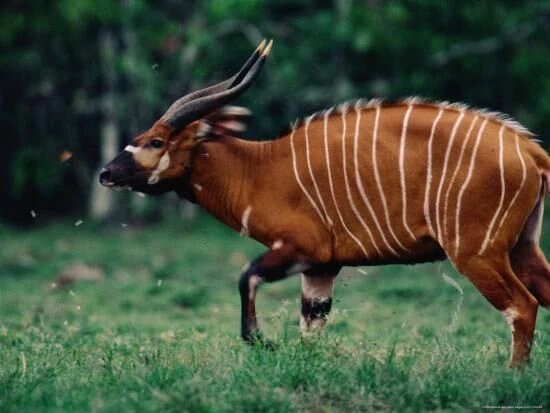 Bongo | Animals Wiki | Fandom