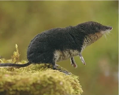 Eurasian Water Shrew | Animals Wiki | Fandom