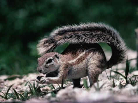 Cape Ground Squirrel | Animals Wiki | Fandom