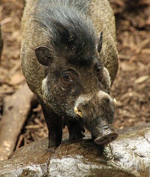 Visayan Warty Pig | Animals Wiki | Fandom