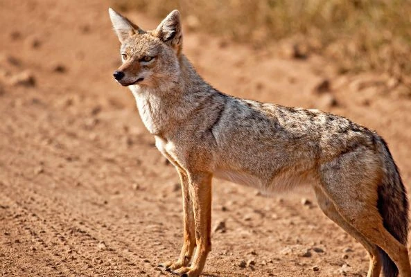 African Golden Wolf | Animals Wiki | Fandom