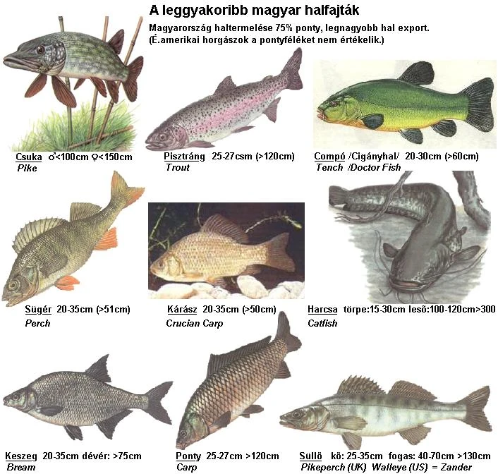 Halak | Állatvilág-wiki | Fandom