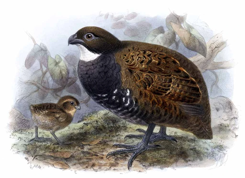 Wood-quail | All Birds Wiki | Fandom