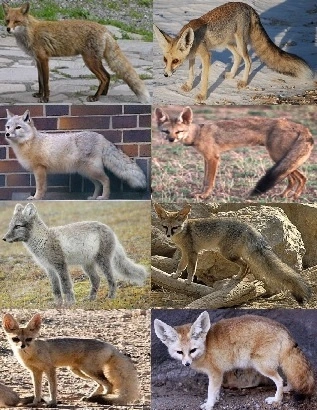 Vulpes | All Birds Wiki | Fandom