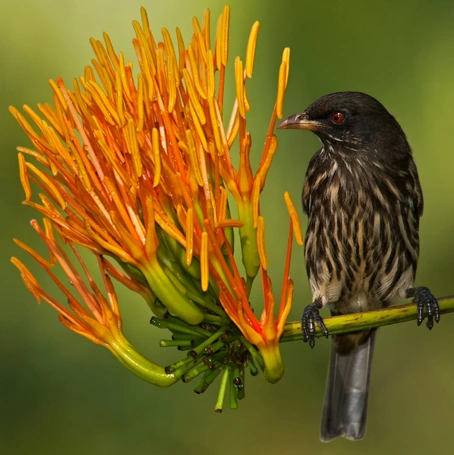 Palmchat | All Birds Wiki | Fandom