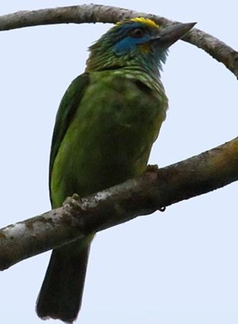 Yellow-fronted Barbet | All Birds Wiki | Fandom