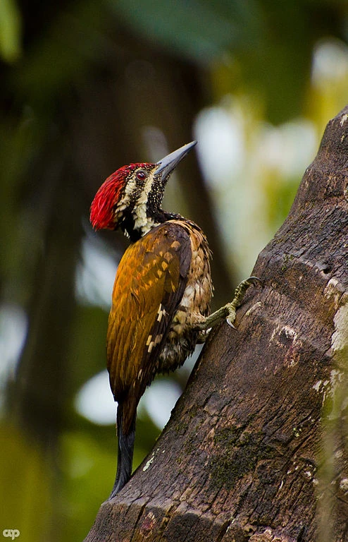 Black-rumped Flameback | All Birds Wiki | Fandom
