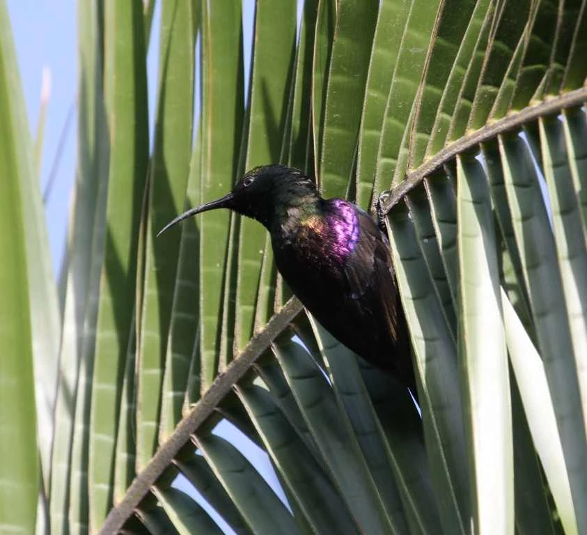 Iridescence | All Birds Wiki | Fandom