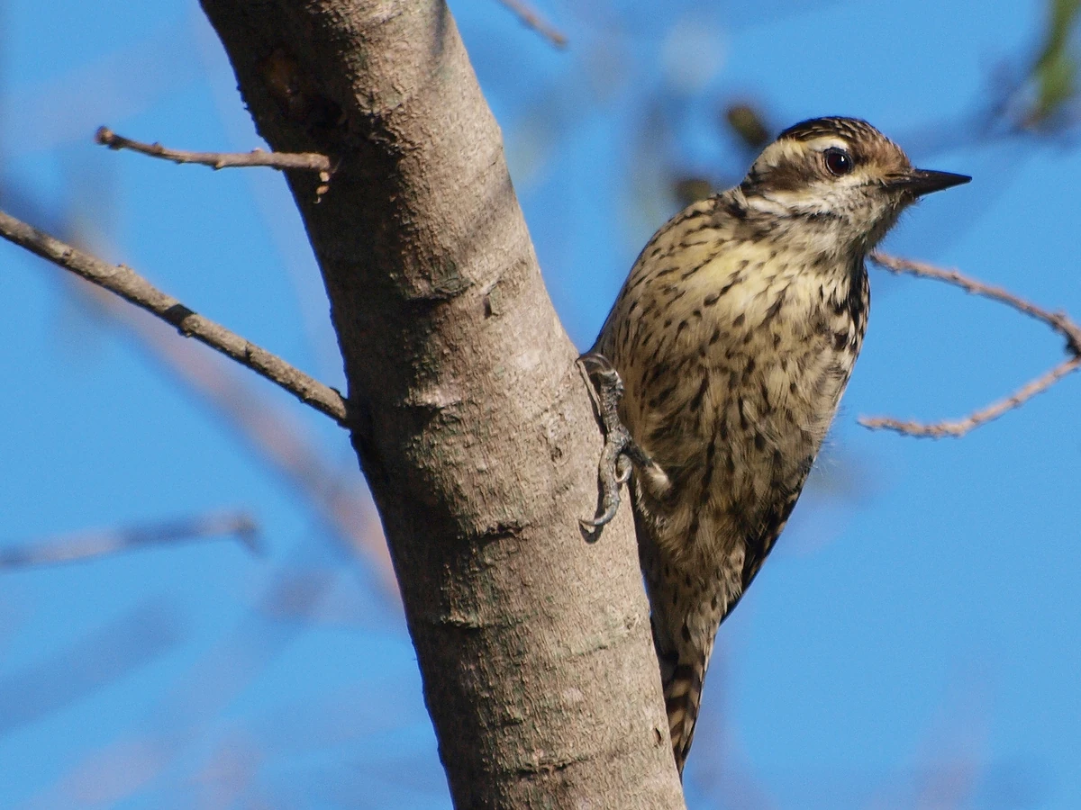 Checkered Woodpecker | All Birds Wiki | Fandom