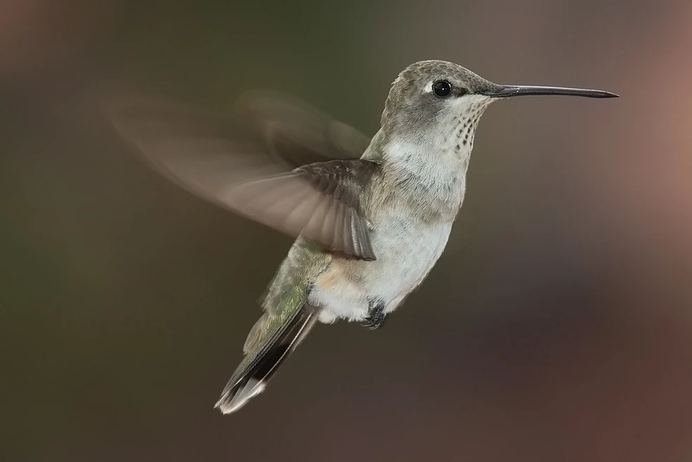 Huitzil Hummingbird