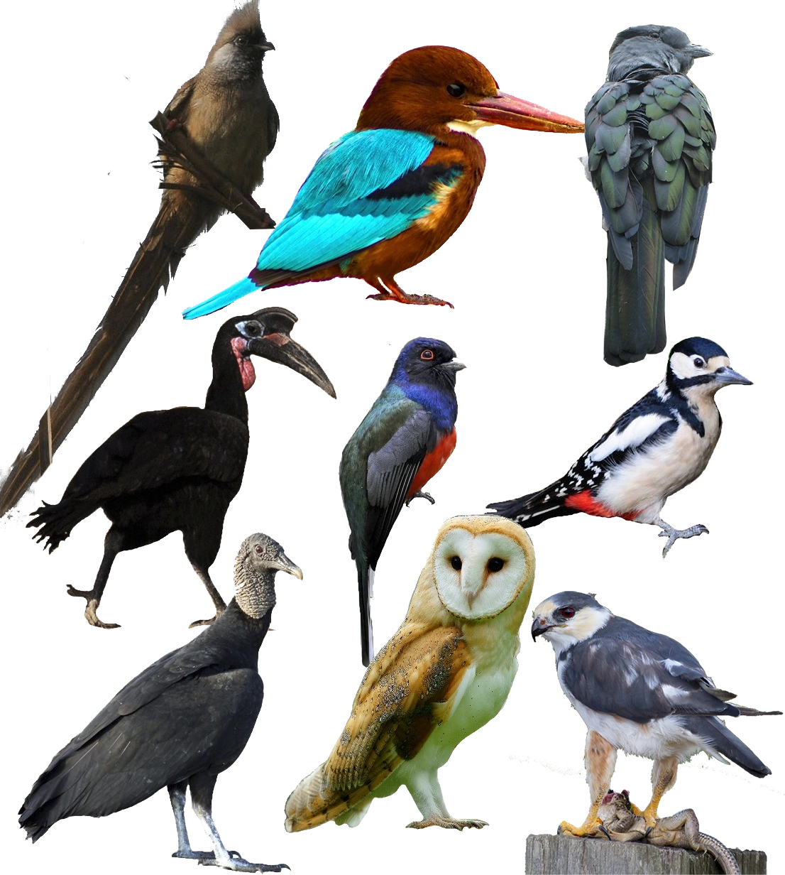 Afroaves | All Birds Wiki | Fandom