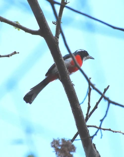 Chat (bird) | All Birds Wiki | Fandom