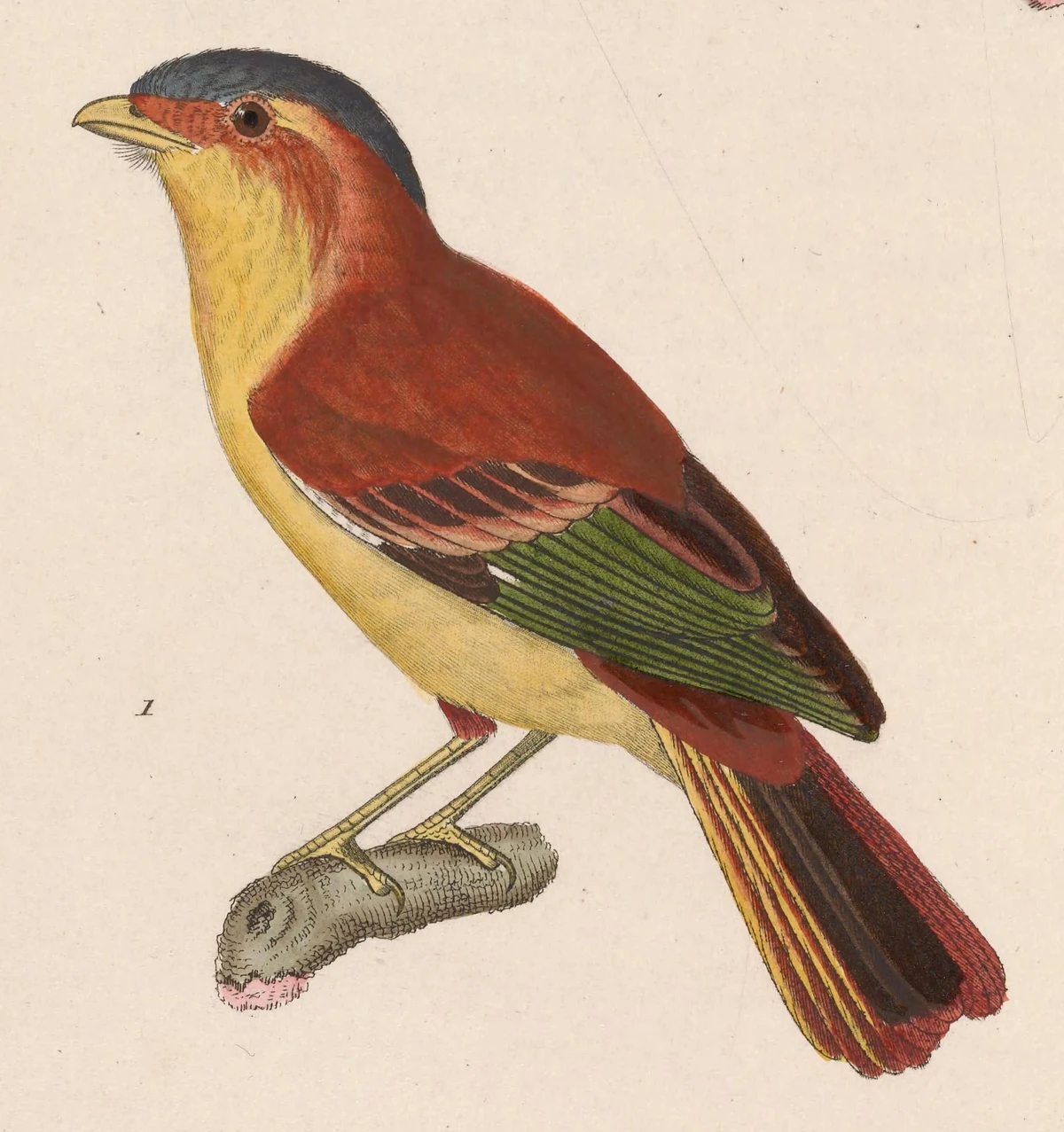 Grey-headed Piprites | All Birds Wiki | Fandom
