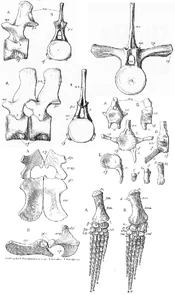 List of plesiosaur genera | All Birds Wiki | Fandom