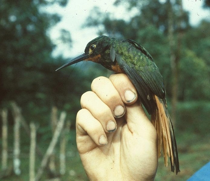 Coppery-chested Jacamar | All Birds Wiki | Fandom
