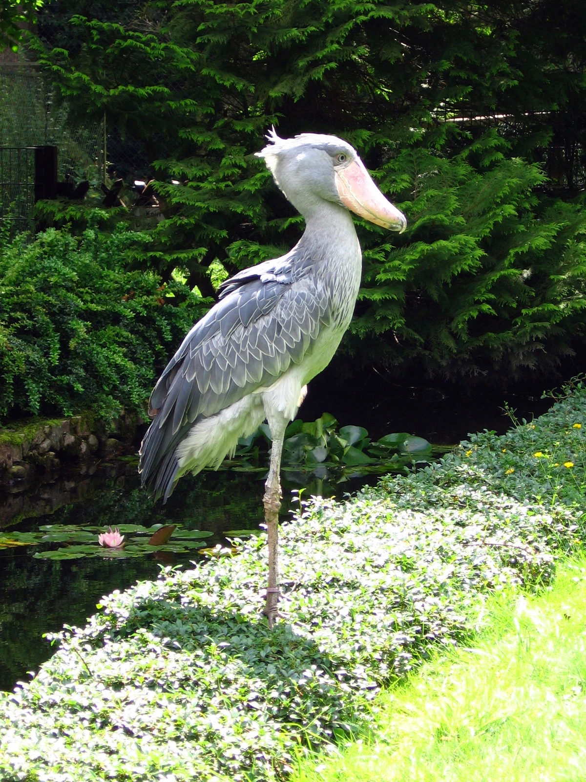 Shoebill (family) | All Birds Wiki | Fandom