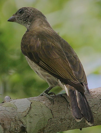 Indicator | All Birds Wiki | Fandom