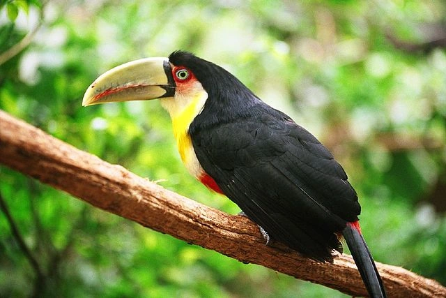 Red-breasted Toucan | All Birds Wiki | Fandom