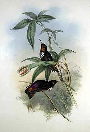 Sunbeam | All Birds Wiki | Fandom