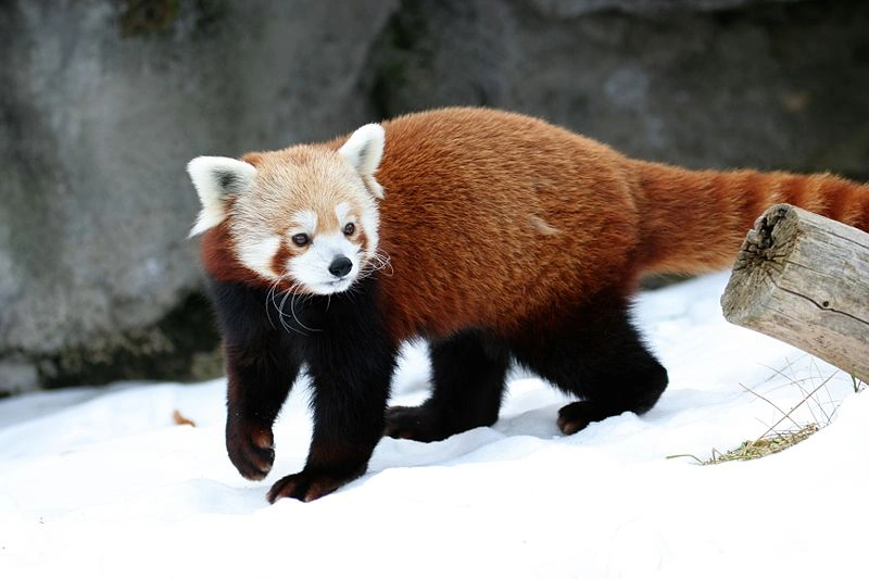 Red Panda | All Birds Wiki | Fandom