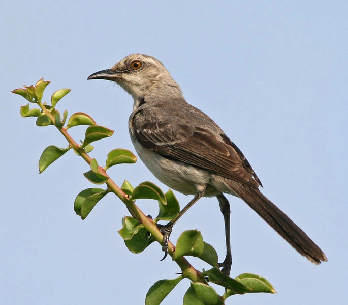 Tropical Mockingbird | All Birds Wiki | Fandom