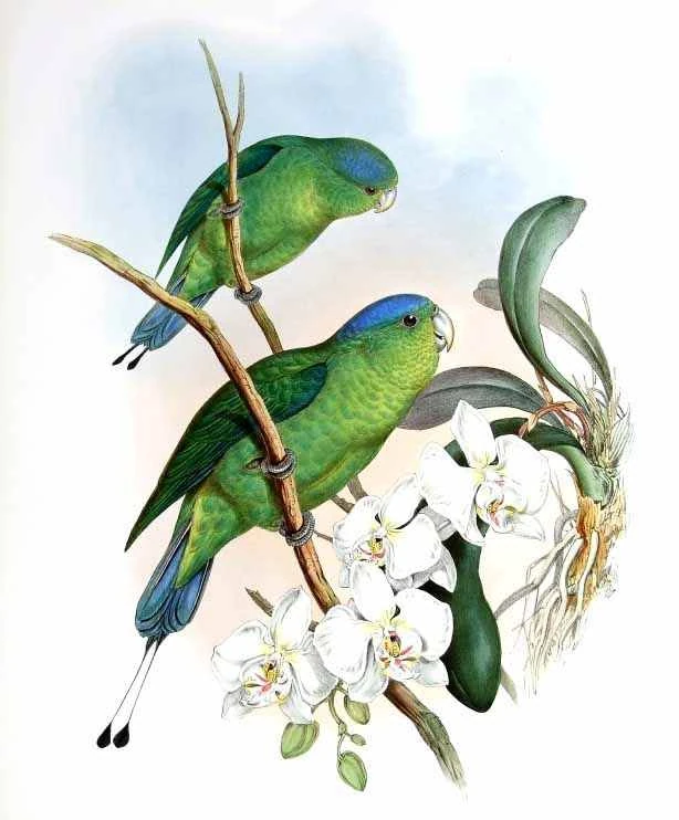 Racket-tail | All Birds Wiki | Fandom