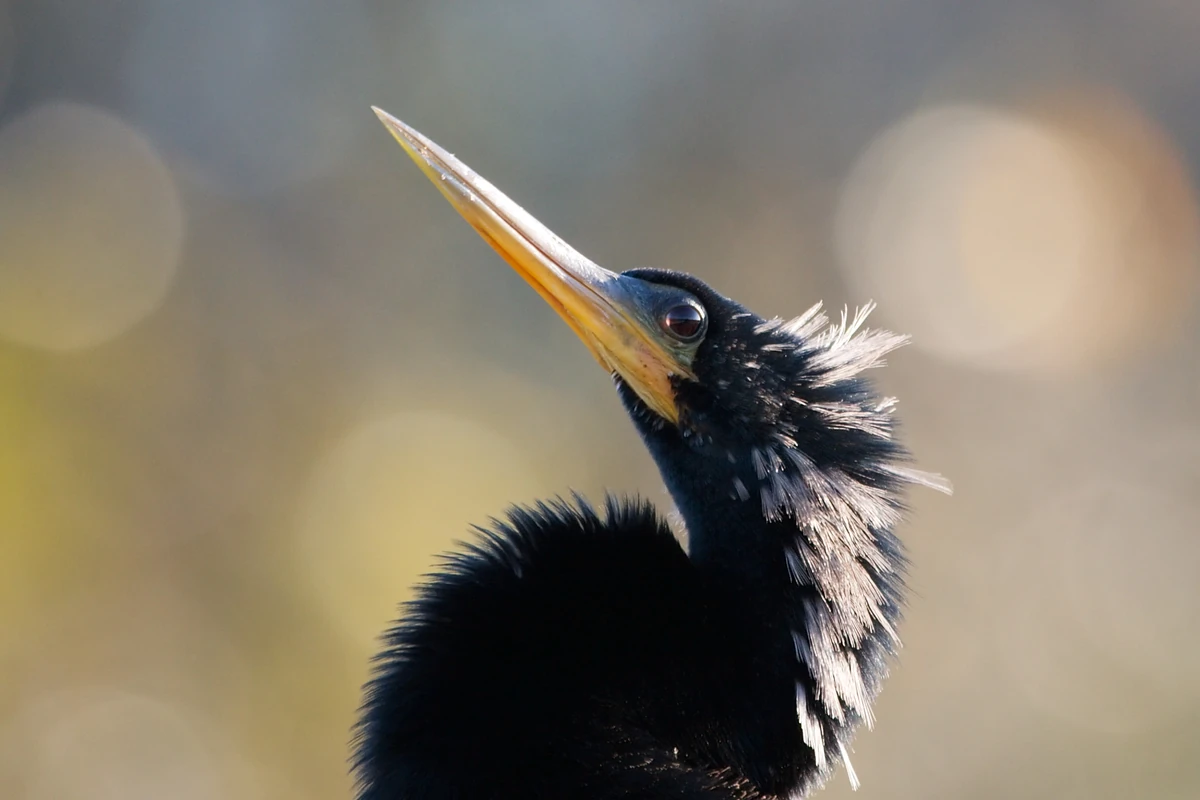 Anhinga | All Birds Wiki | Fandom