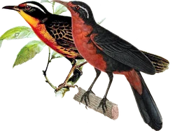 Rosy Thrush-Tanager | All Birds Wiki | Fandom
