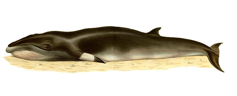 Common Minke Whale | All Birds Wiki | Fandom