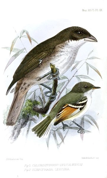 Puerto Rican Tanager | All Birds Wiki | Fandom