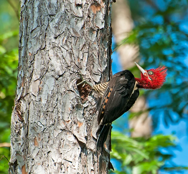 Robust Woodpecker | All Birds Wiki | Fandom