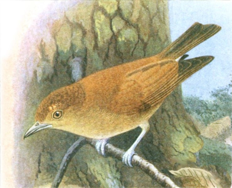 Cinnamon Ibon | All Birds Wiki | Fandom