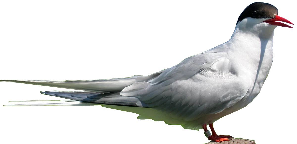 Tern | All Birds Wiki | Fandom