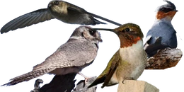 Apodiformes | All Birds Wiki | Fandom