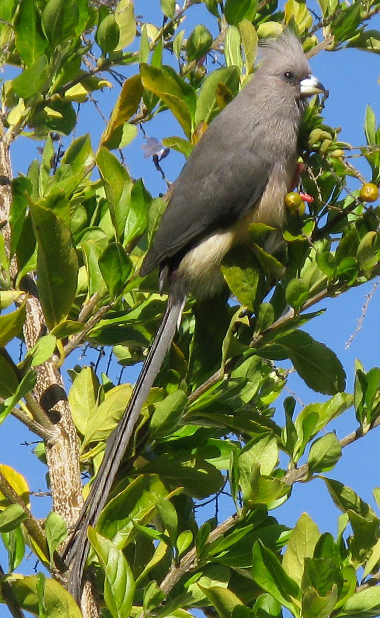 White-backed Mousebird | All Birds Wiki | Fandom