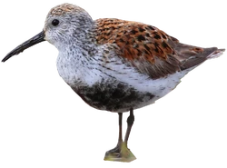 Dunlin | All Birds Wiki | Fandom