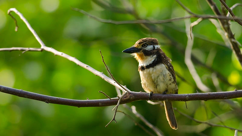 Russet-throated Puffbird | All Birds Wiki | Fandom