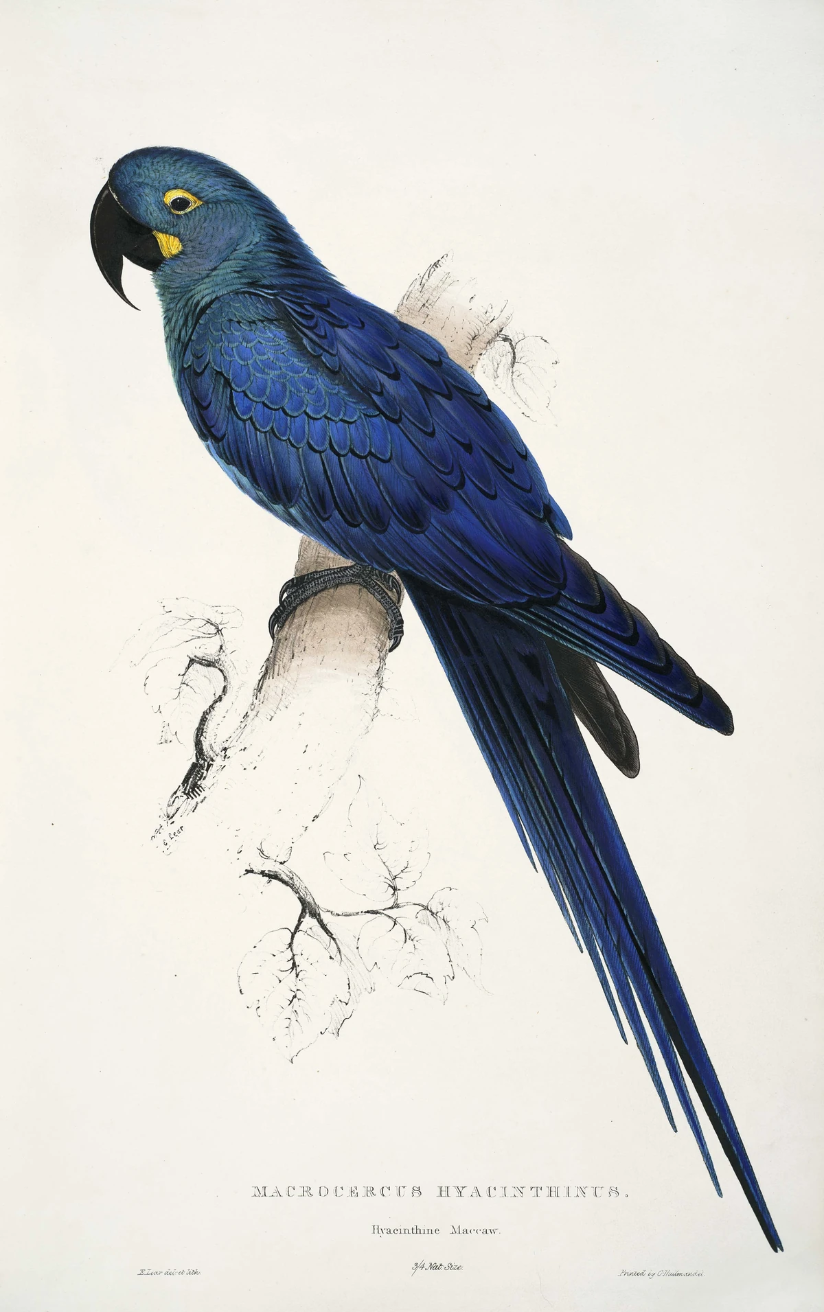 List of macaws | All Birds Wiki | Fandom