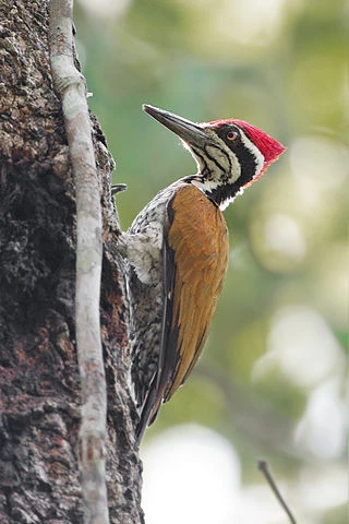 Buff-spotted Flameback | All Birds Wiki | Fandom