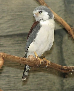 Pygmy Falcon | All Birds Wiki | Fandom