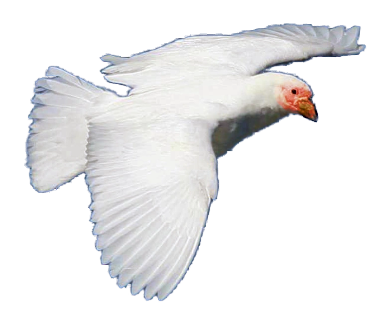 Sheathbill | All Birds Wiki | Fandom
