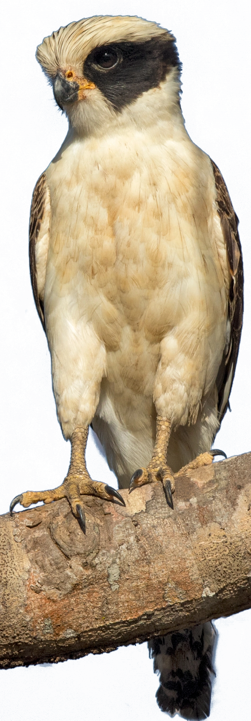 Lined Forest-Falcon | All Birds Wiki | Fandom